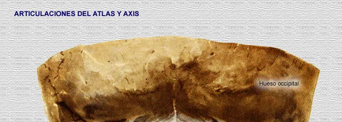 ARTICULACIONES DEL ATLAS