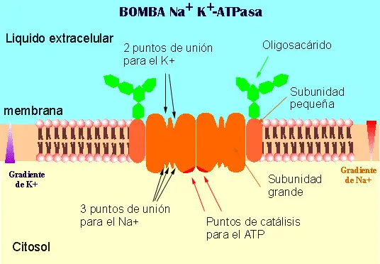 Fisiologia. Capitulo 1º
