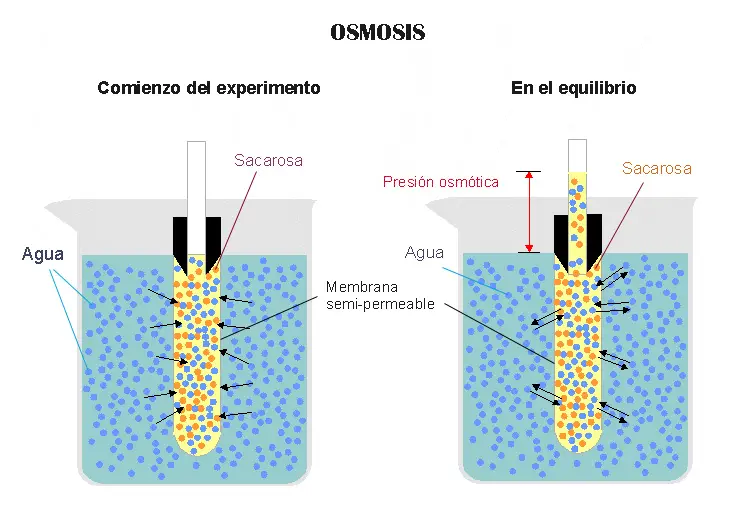 Fisiologia. Capitulo 1º