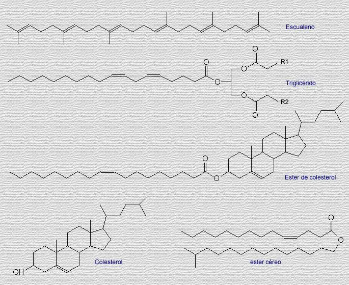 ATLAS DE DERMATOLOGIA