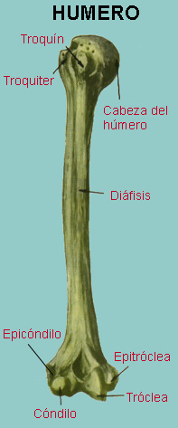 Trocánter Mayor Del Fémur