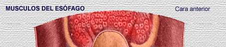 MUSCULOS DEL ESÓFAGO