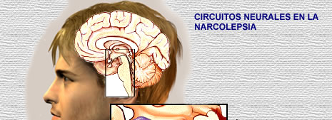 MEDCICLOPEDIA: CIRCUITOS NEURONALES EN LA NARCOLEPSA